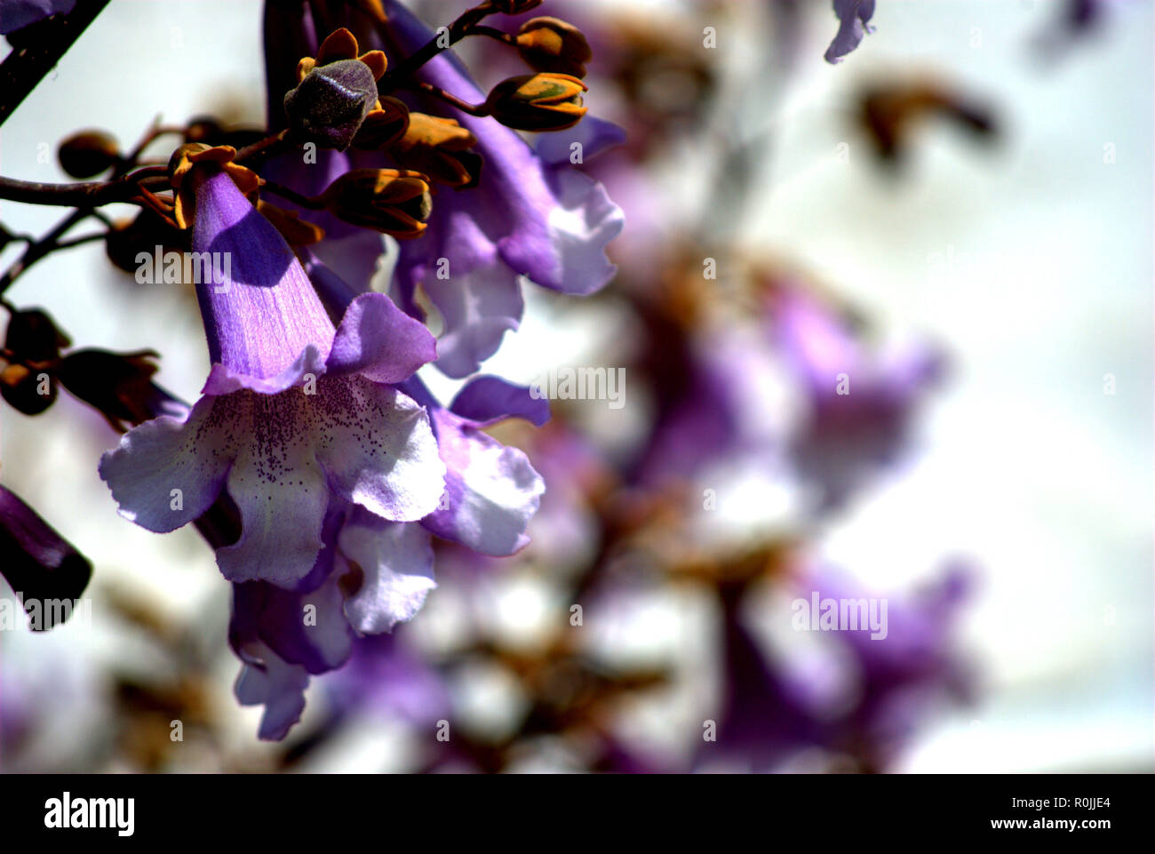 Branches of paulownia tomentosa with flowers in white, pink and soft ...