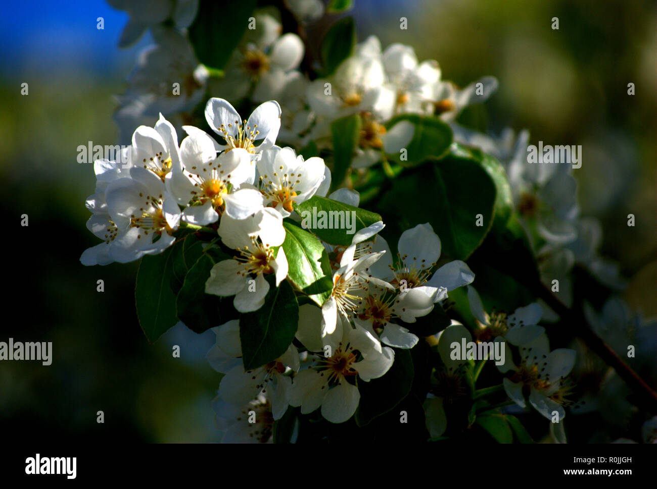 Branches of peach tree full of pink flowers. Natural background Stock ...