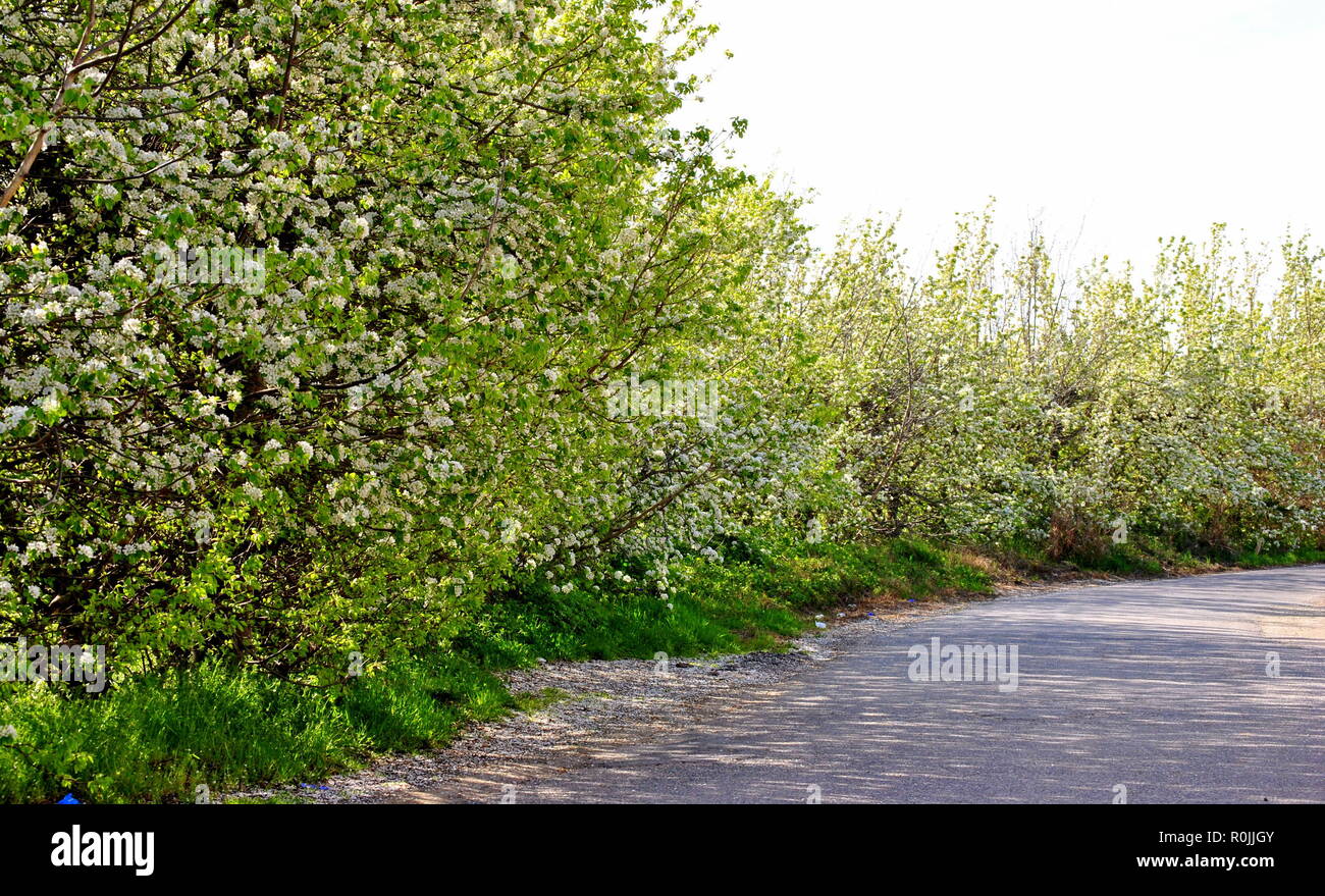 Side by side apple trees hi-res stock photography and images - Alamy