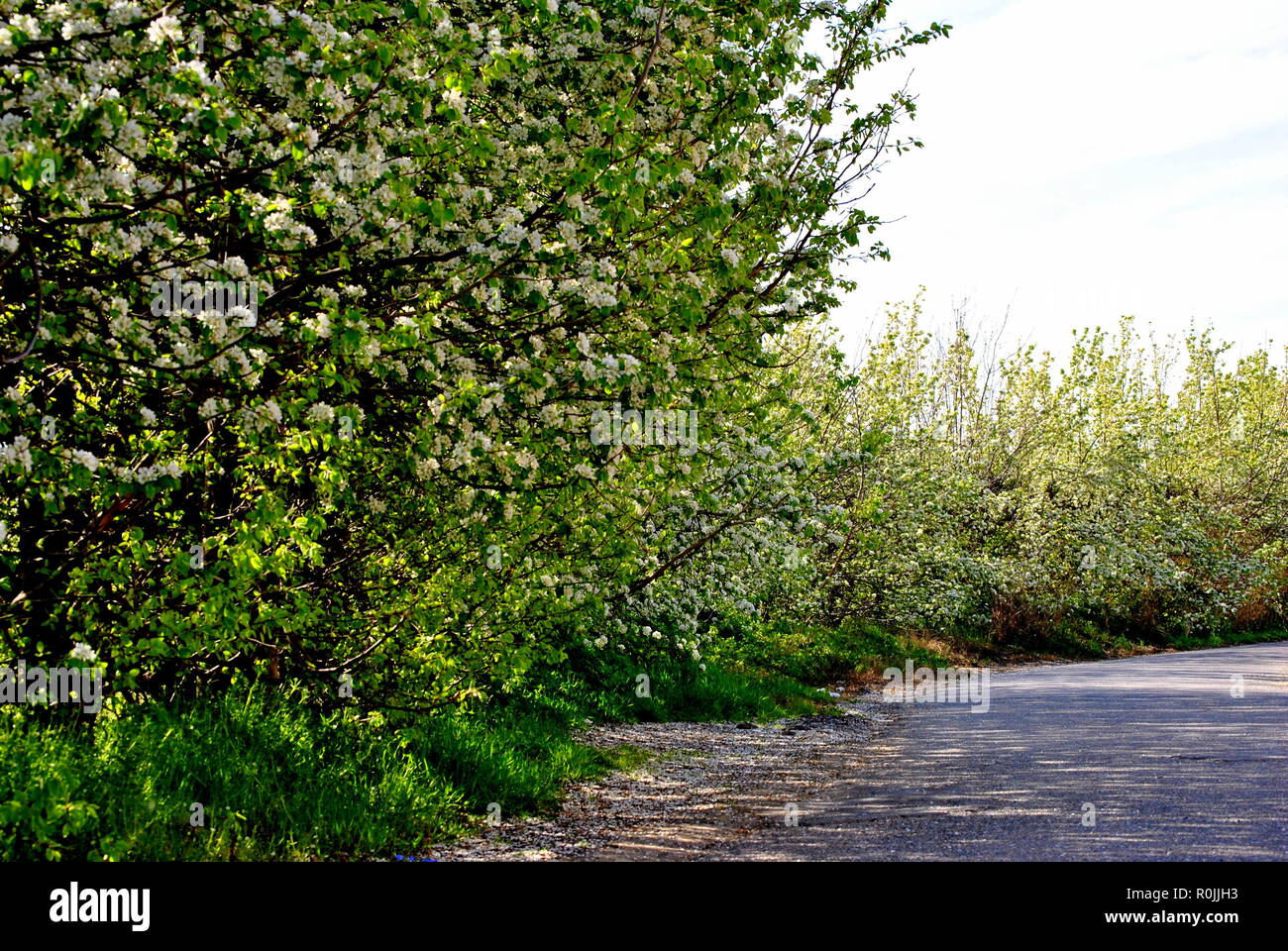 Side by side apple trees hi-res stock photography and images - Alamy