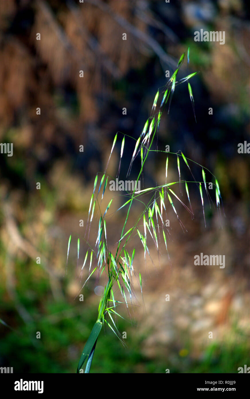 wild mediterranean vegetation on natural green background Stock Photo ...