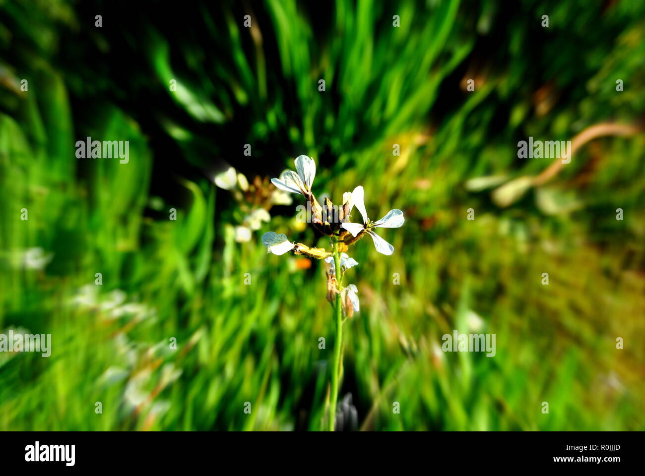 wild mediterranean vegetation on natural green background Stock Photo ...