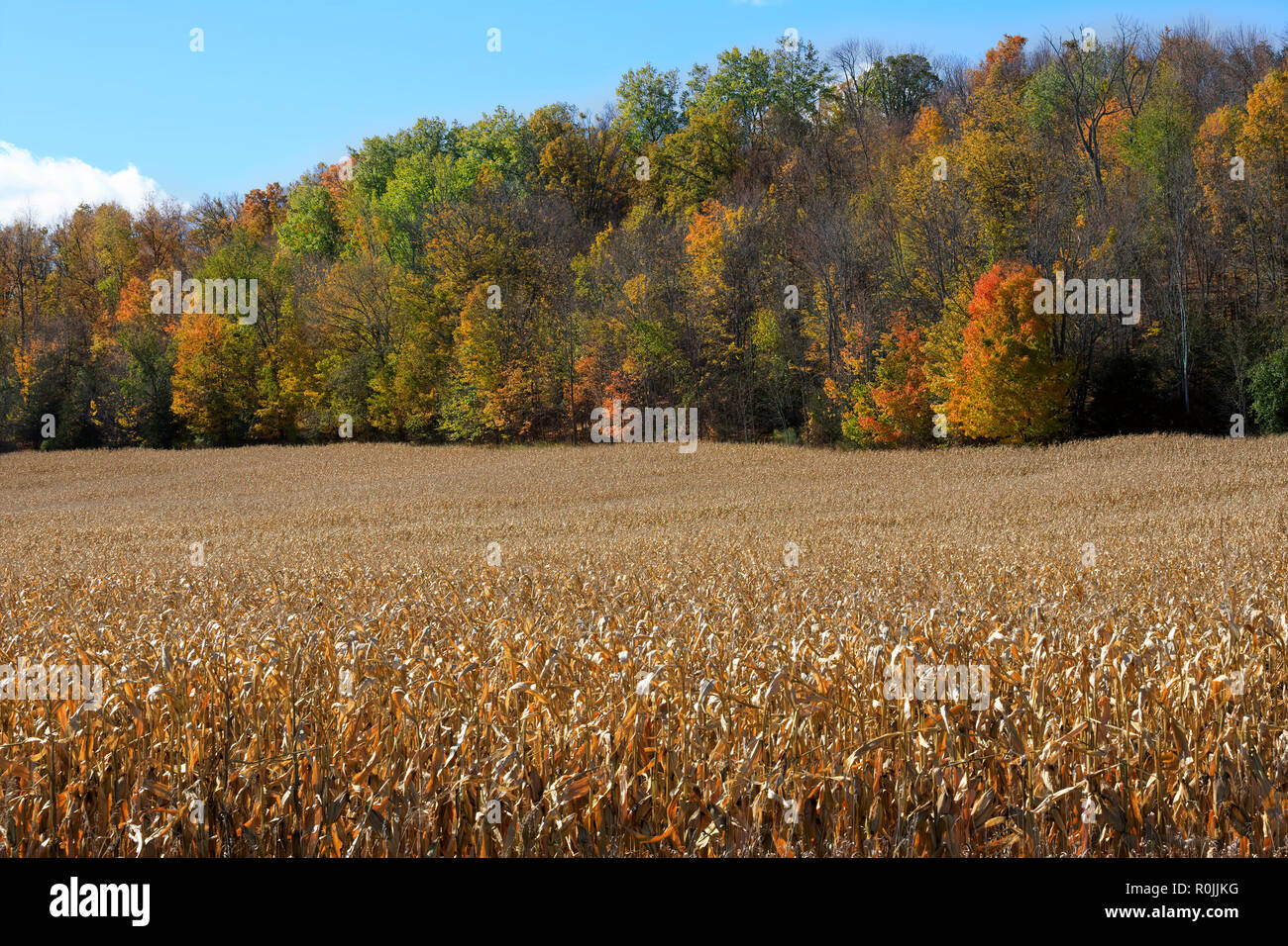 Fall colors in Southern Ontario Stock Photo - Alamy