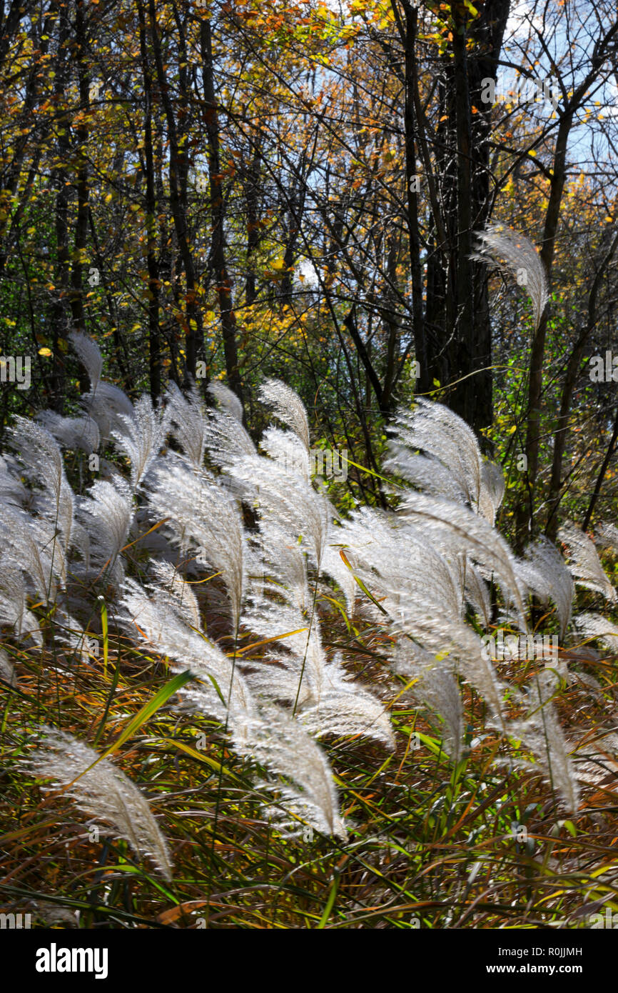 Autumn grasses in Southern Ontario Stock Photo - Alamy