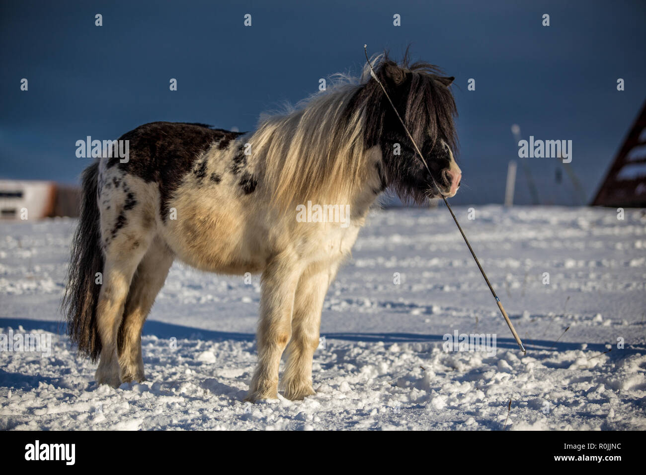 Welsh pony snow hi-res stock photography and images - Alamy