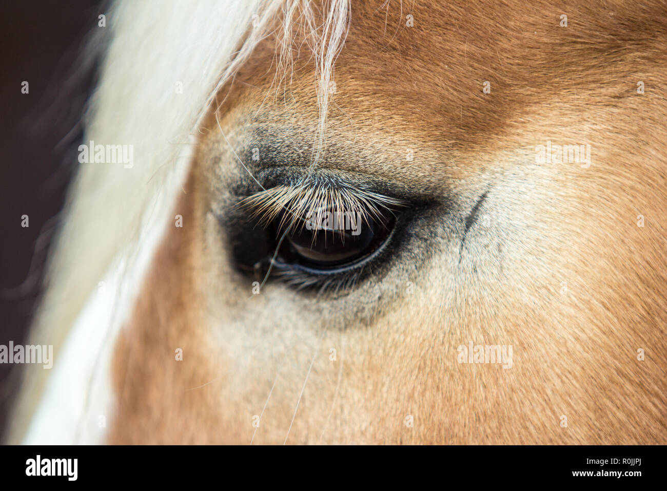 Horses face detail hi-res stock photography and images - Alamy