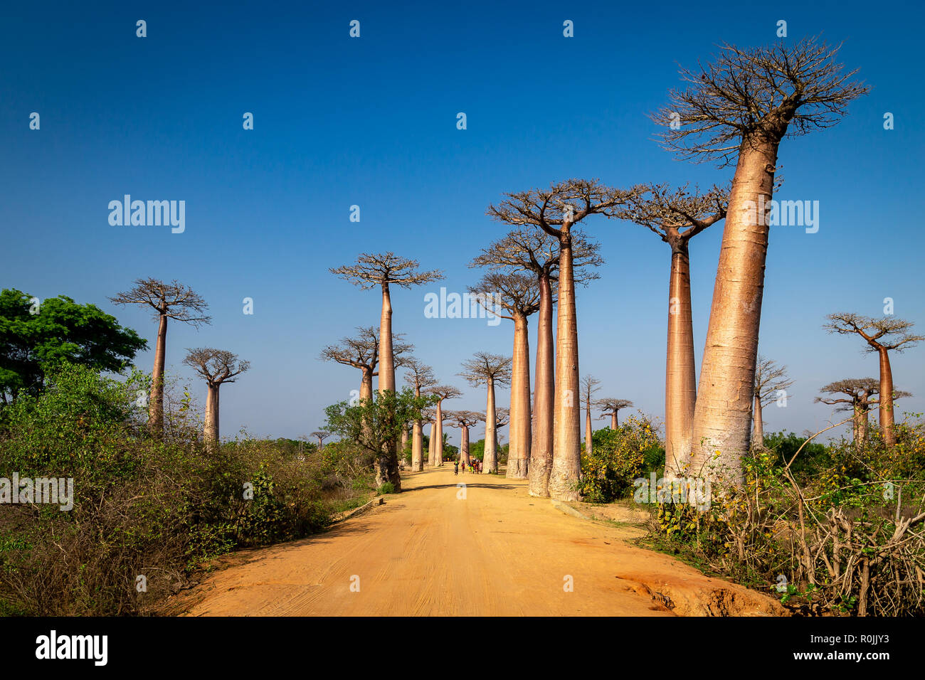 Enormous trees along the Avenue of the Baobabs, Morondava, Madagascar ...