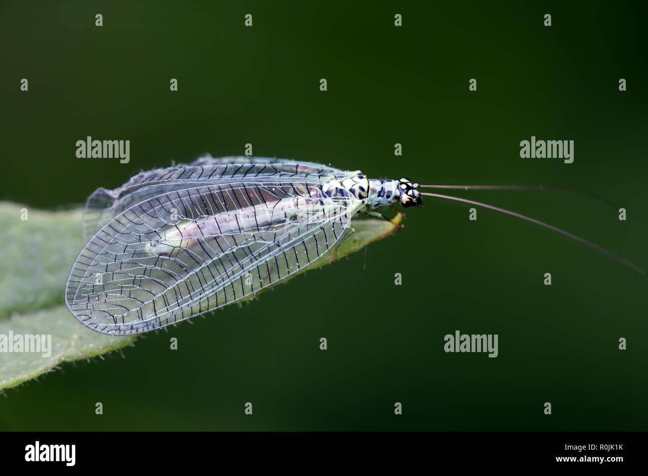 Green lacewing, Chrysopa perla, is widely used for biological control ...