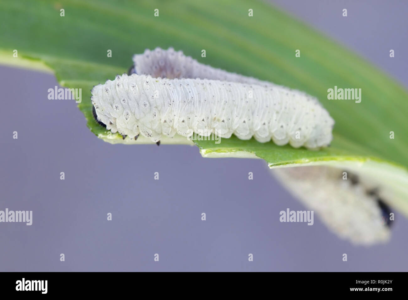 Harmful insect hi-res stock photography and images - Alamy