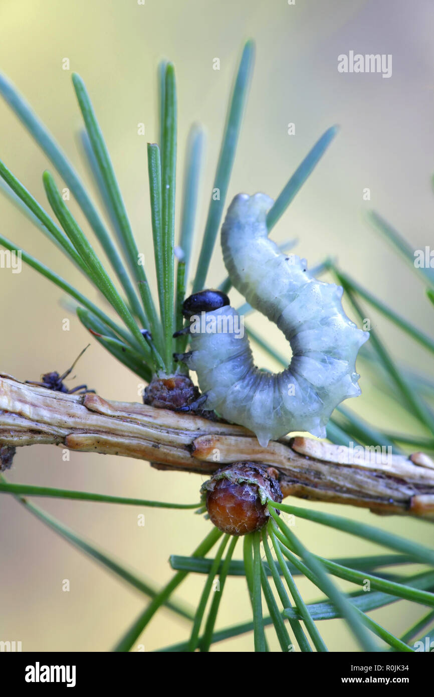 Conifer sawfly larvae hi-res stock photography and images - Alamy