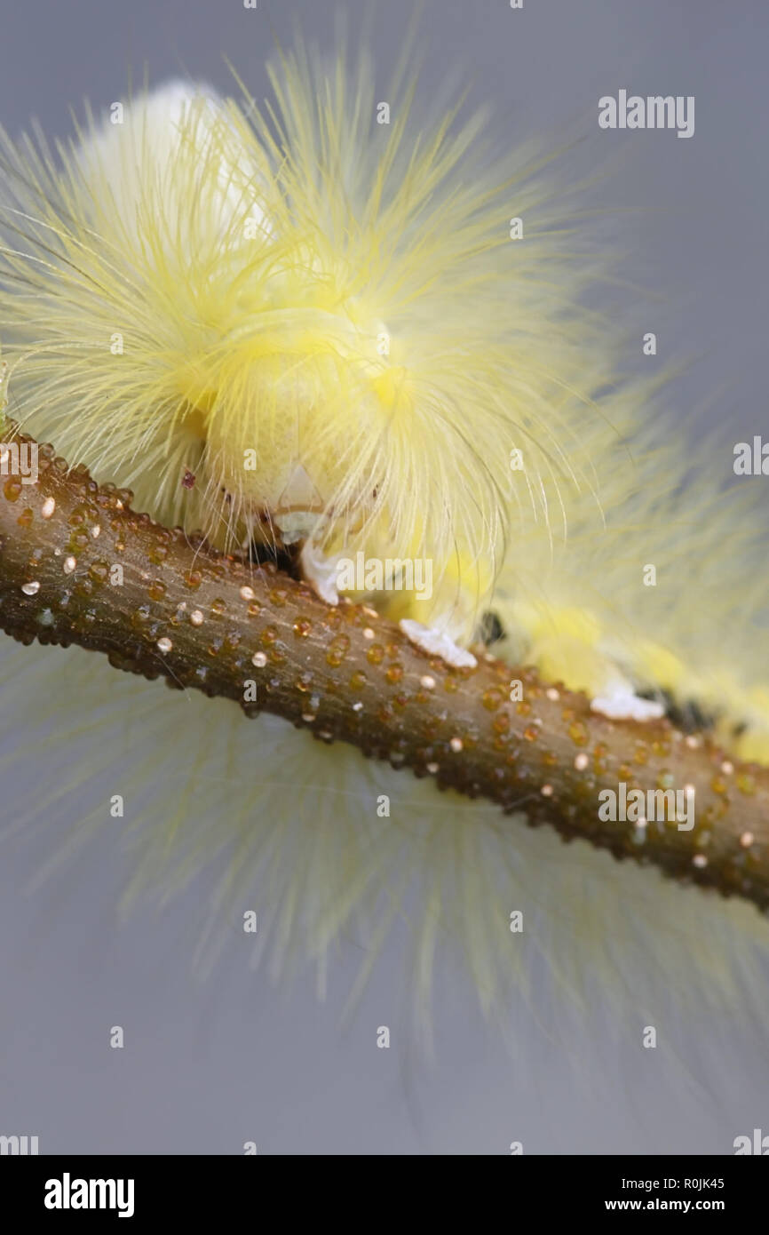 Pale tussock moth caterpillar, Calliteara pudibunda Stock Photo - Alamy