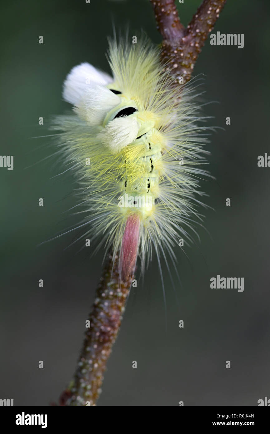 Pale tussock moth caterpillar, Calliteara pudibunda Stock Photo - Alamy