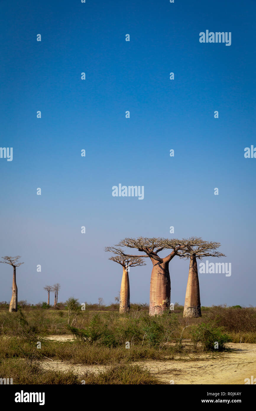 Madagascar Landmark High Resolution Stock Photography and Images - Alamy