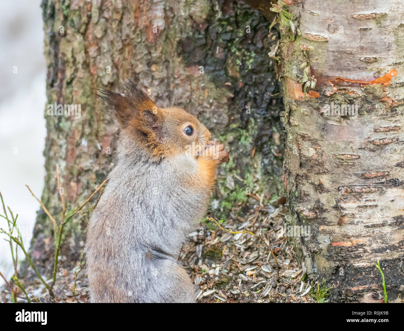 Eurasian red squirrel (Sciurus vulgaris) eating with snow in the ...