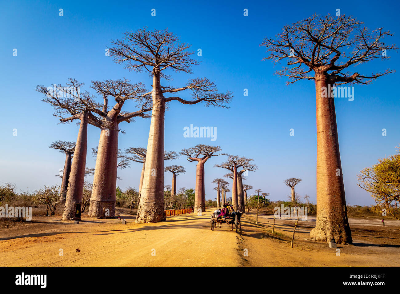 Enormous trees along the Avenue of the Baobabs, Morondava, Madagascar ...