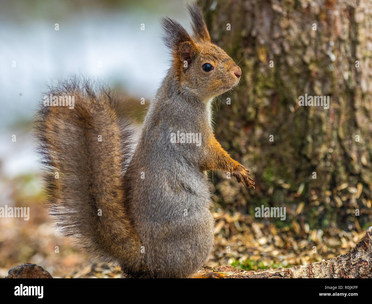 Eurasian red squirrel (Sciurus vulgaris) eating with snow in the ...