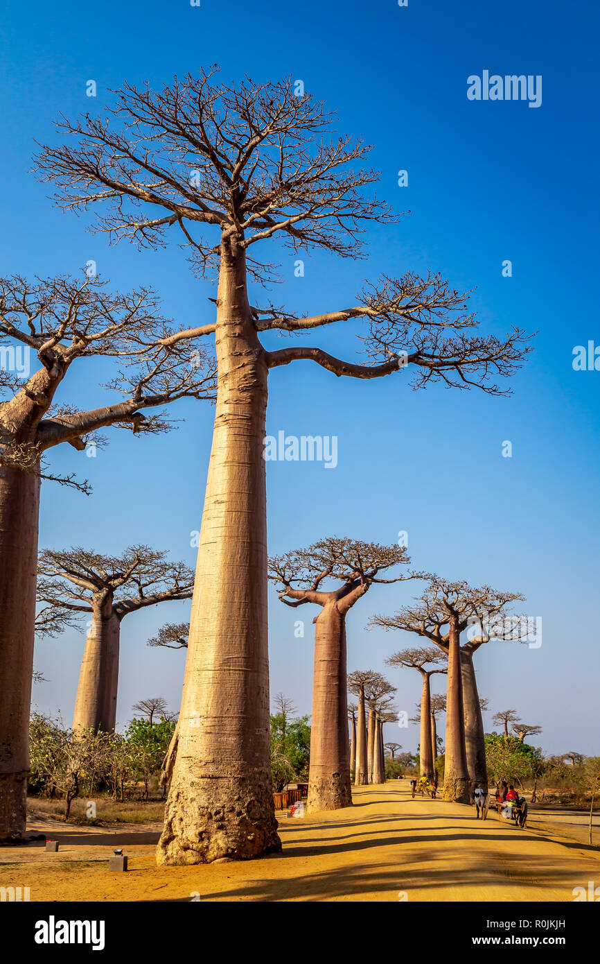 Enormous trees along the Avenue of the Baobabs, Morondava, Madagascar ...