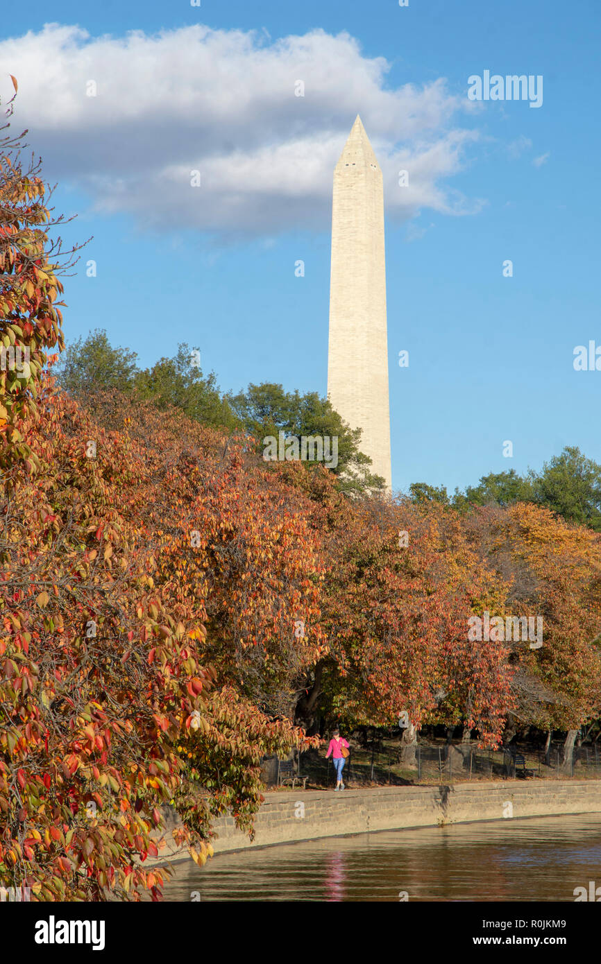 DC's famed cherry trees celebrate autumn with colorful fall folilage ...