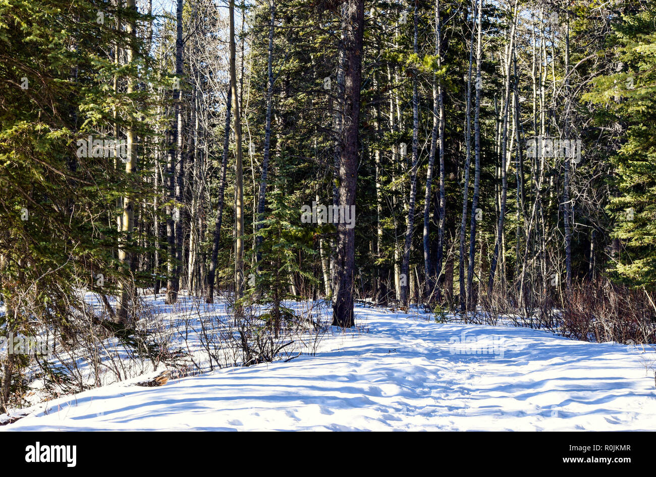 Snow scene in alberta canada hi-res stock photography and images - Alamy