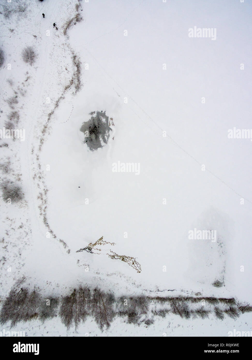 drone image. aerial view of rural area with fields and forests in snowy ...
