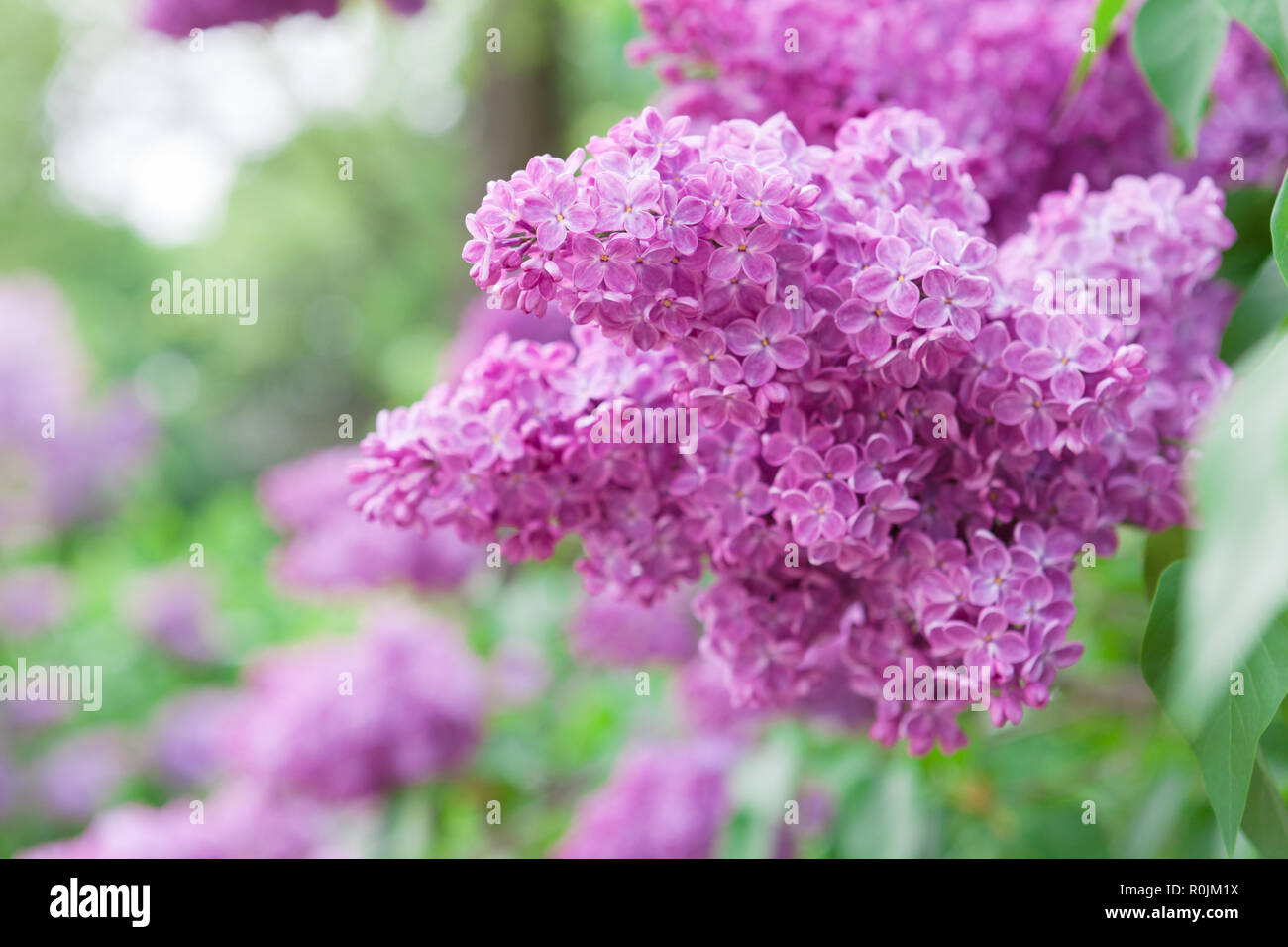 Spring bright horizontal background with blooming pink lilac flowers ...