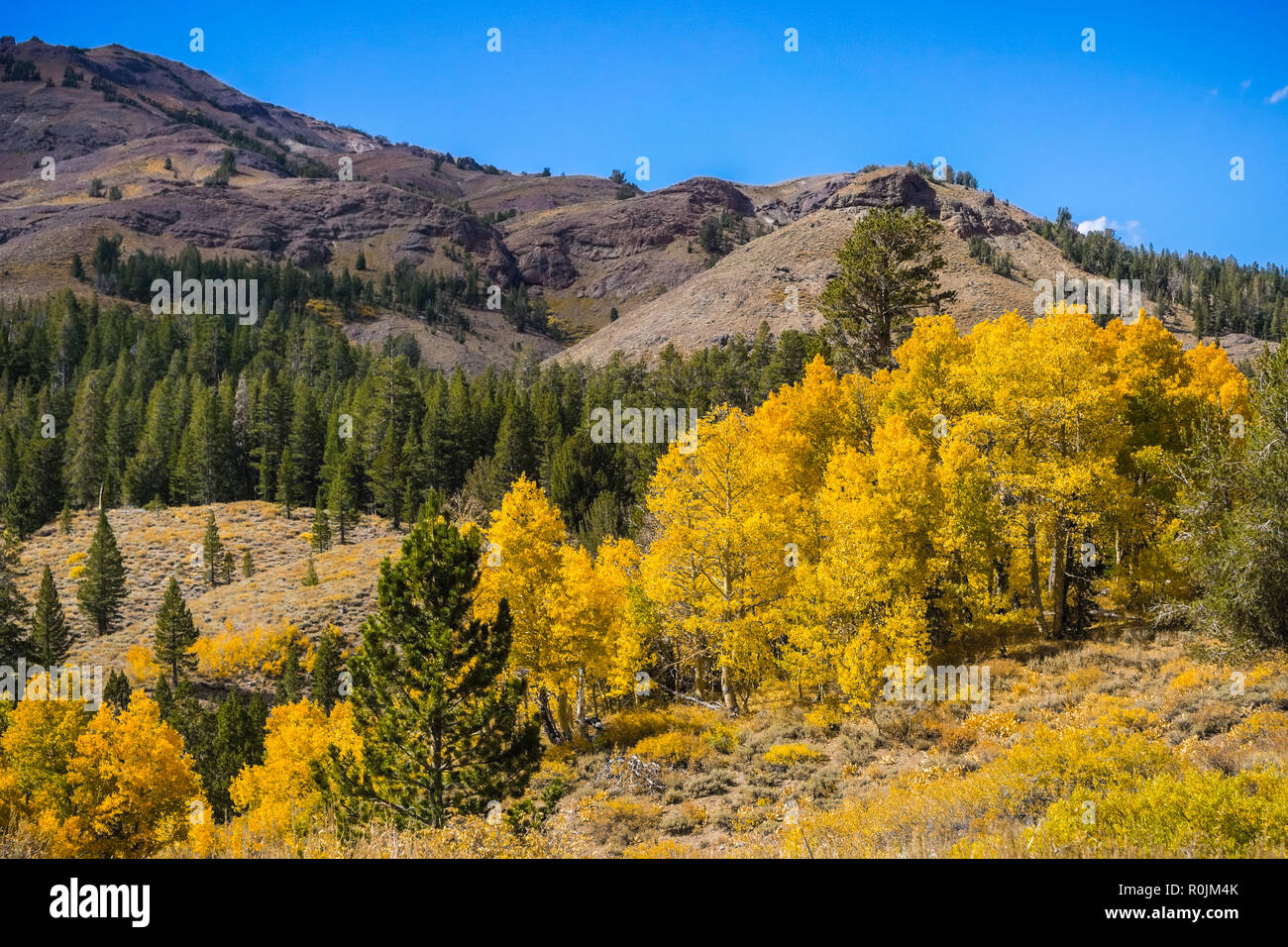 Fall landscape in the Eastern Sierra mountains with colorful aspen ...