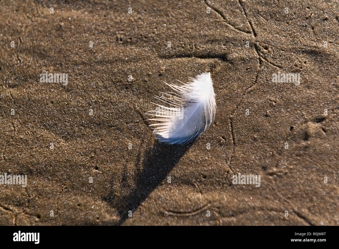 Pinion feather hi-res stock photography and images - Alamy