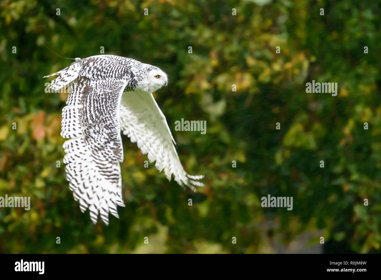 Female snowy owl flying Stock Photo - Alamy