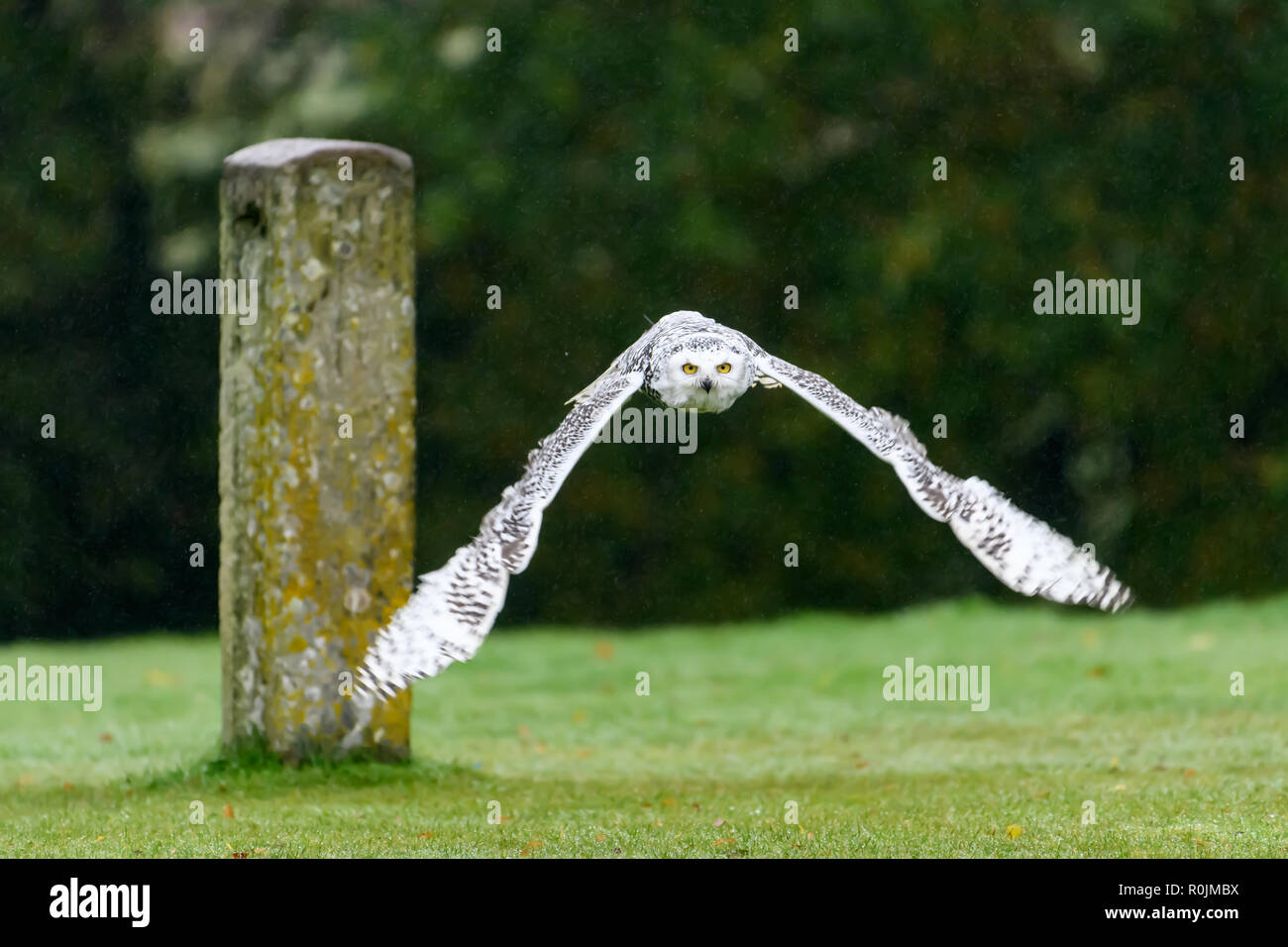 Female snowy owl flying Stock Photo - Alamy