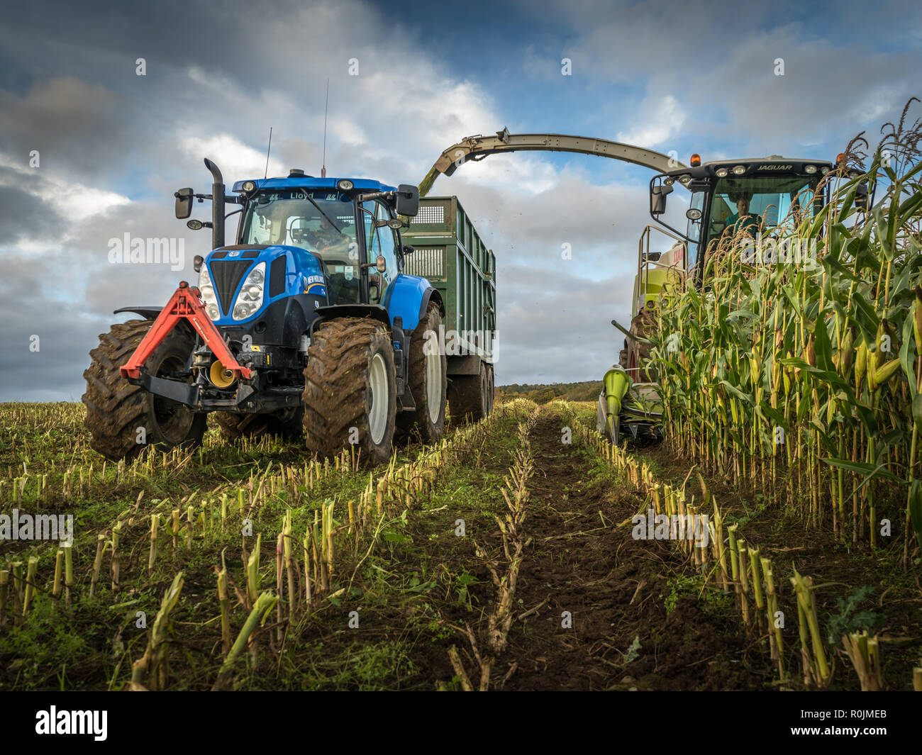 Harvesting maize silage Stock Photo - Alamy