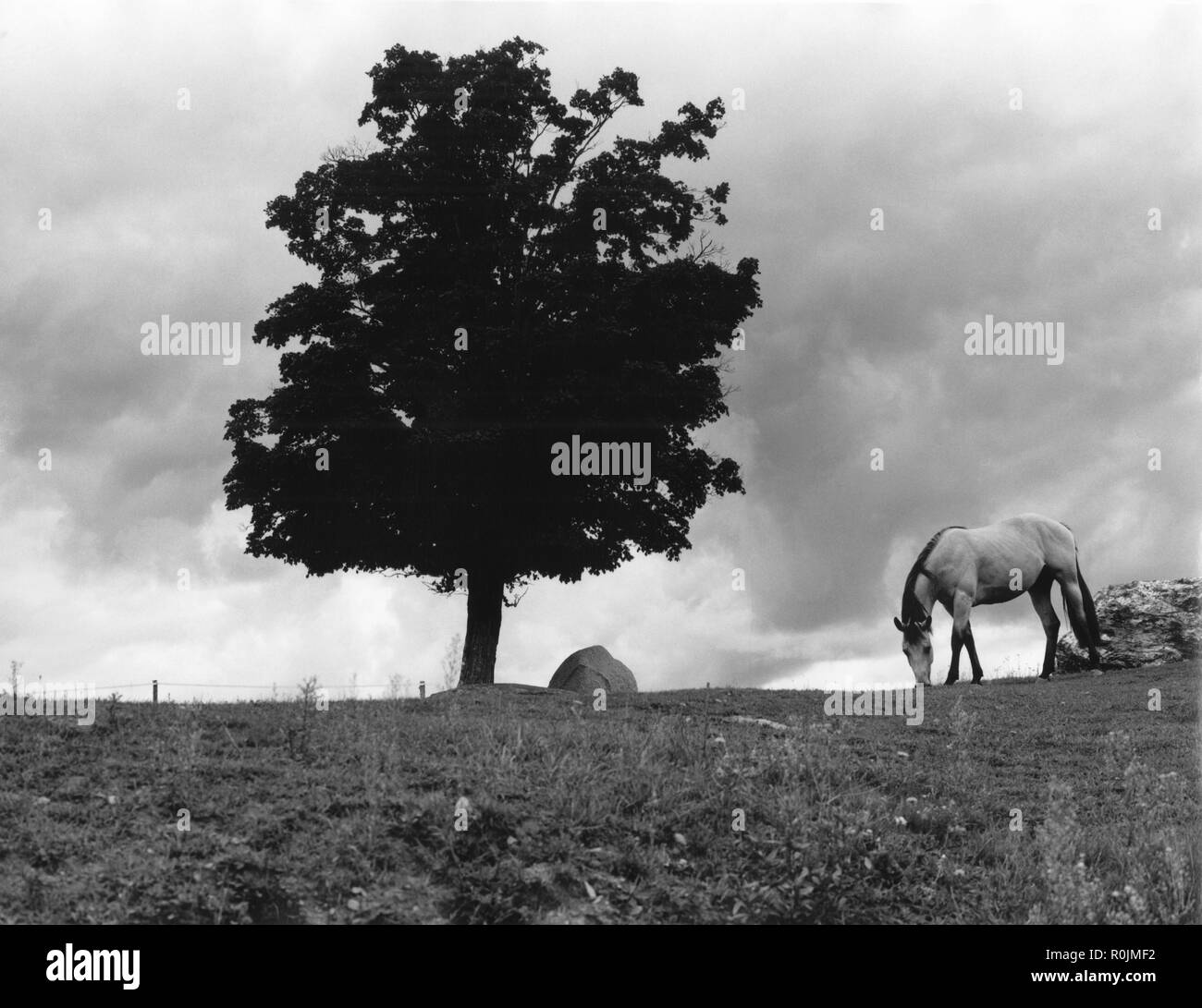 Horse and tree on the hill Stock Photo - Alamy