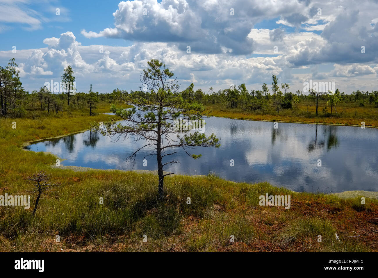 empty swamp landscape with water ponds and small pine trees in bright ...