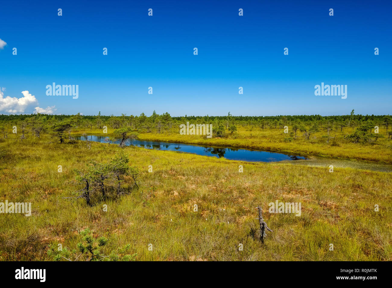 empty swamp landscape with water ponds and small pine trees in bright ...