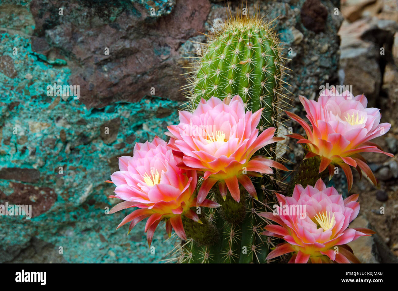 Torch cactus flower hi-res stock photography and images - Alamy