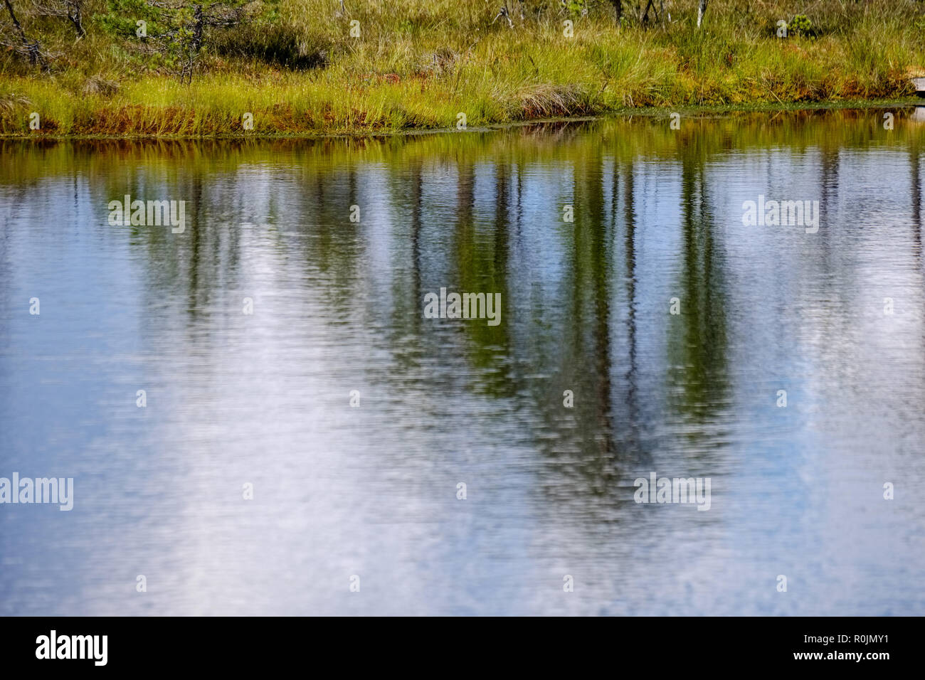 empty swamp landscape with water ponds and small pine trees in bright ...