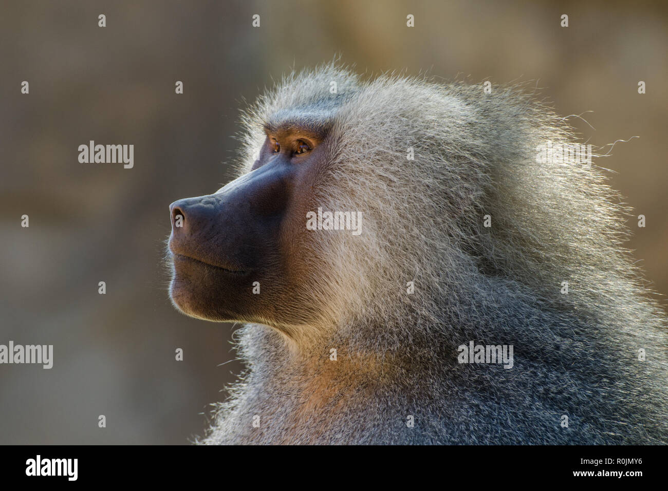 Hamadryas Baboon Portrait Stock Photo - Alamy
