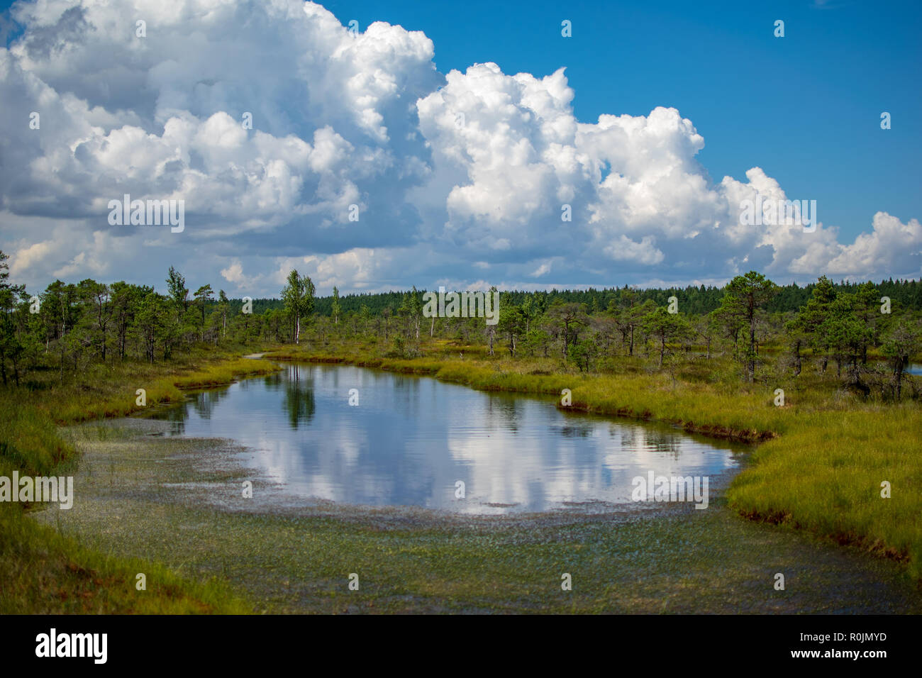 empty swamp landscape with water ponds and small pine trees in bright ...