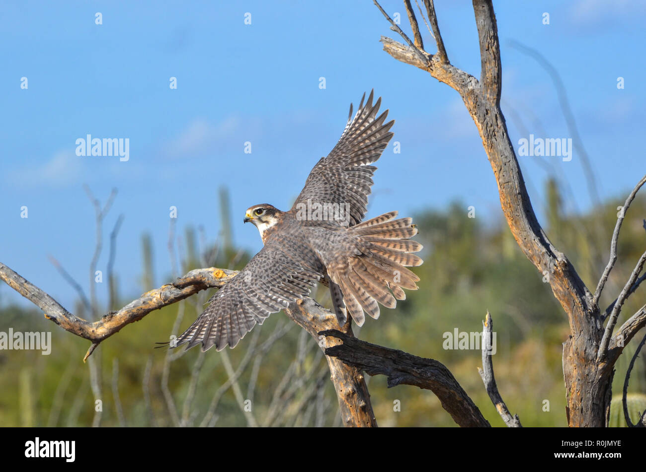 Prairie Falcon in Flight Stock Photo - Alamy