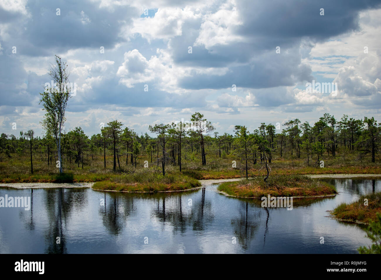 empty swamp landscape with water ponds and small pine trees in bright ...