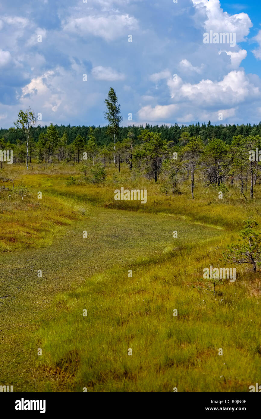 empty swamp landscape with water ponds and small pine trees in bright ...