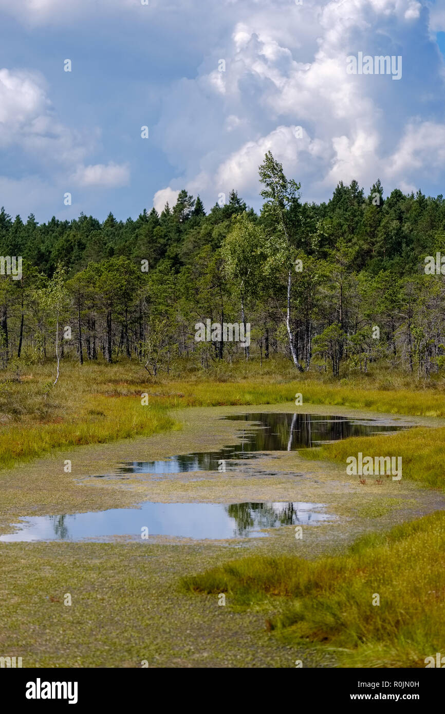 empty swamp landscape with water ponds and small pine trees in bright ...