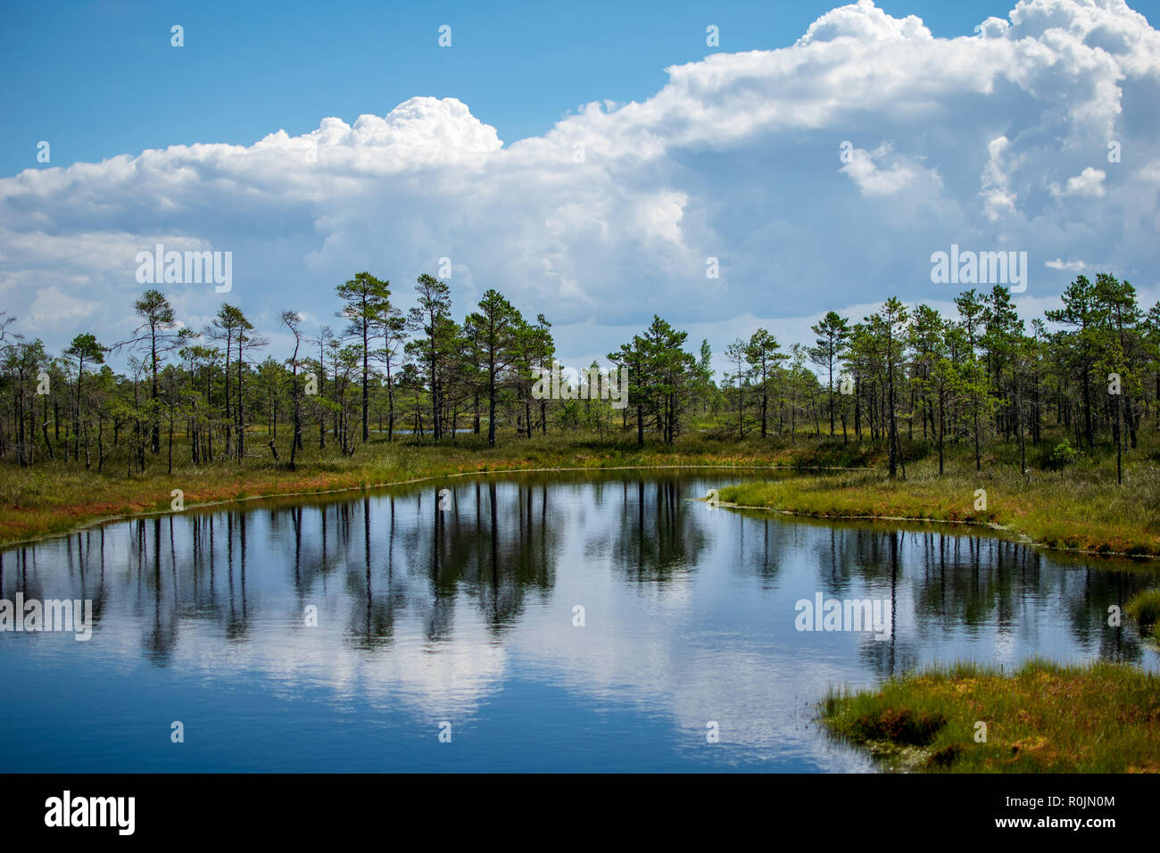empty swamp landscape with water ponds and small pine trees in bright ...