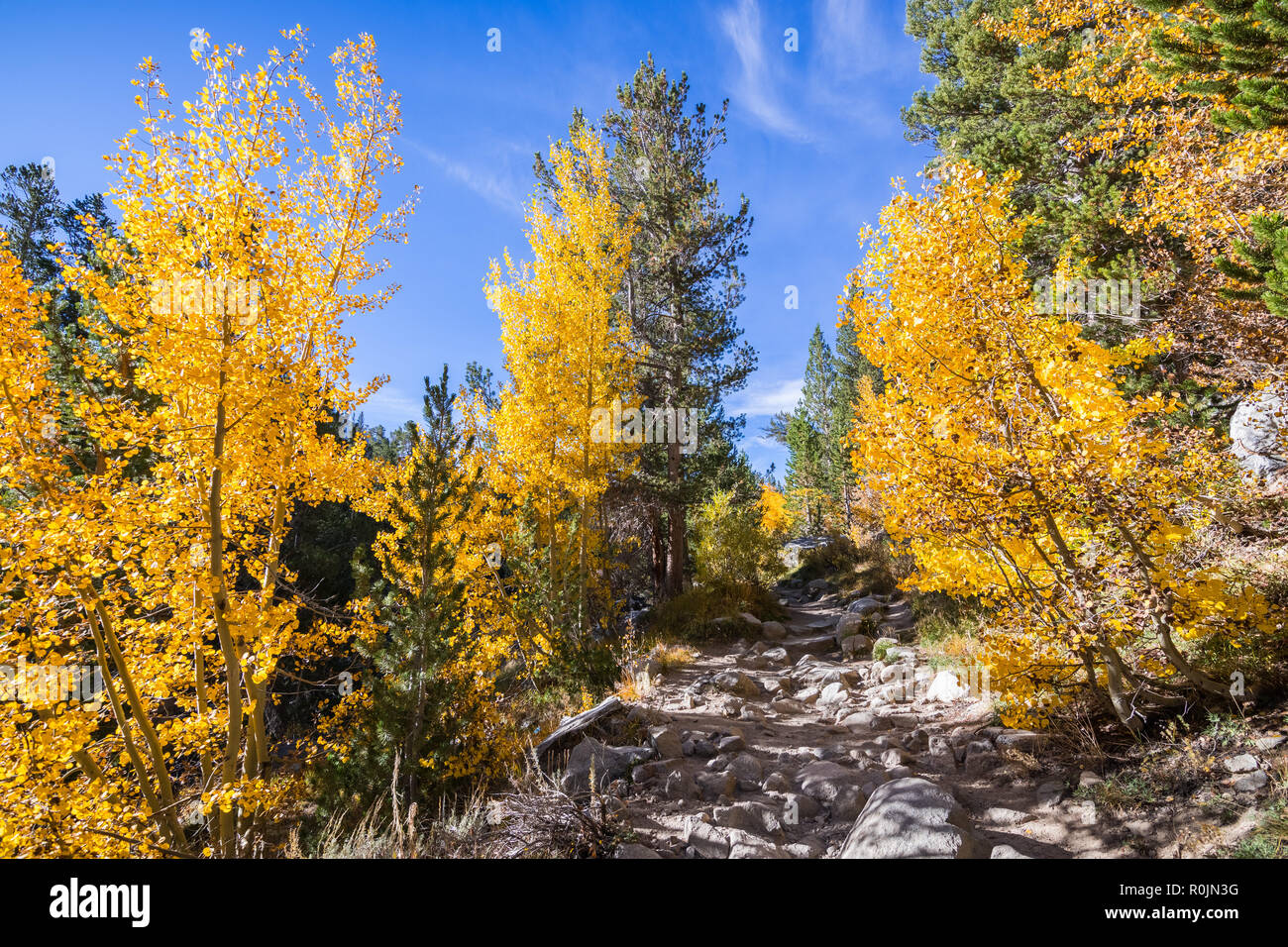 Hiking trail going through a grove of aspen trees in the Eastern Sierra ...