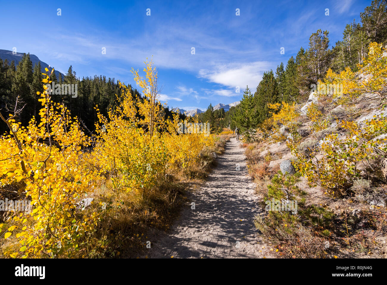 Fall foliage aspen california hi-res stock photography and images - Alamy