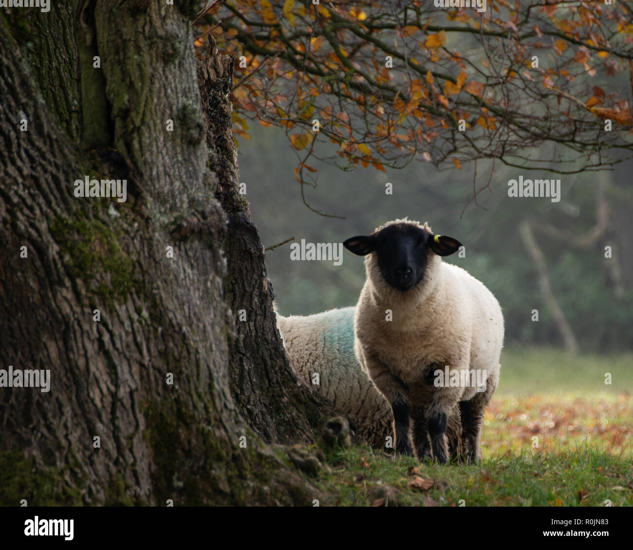 Black headed sheep under a tree in autumn Stock Photo - Alamy