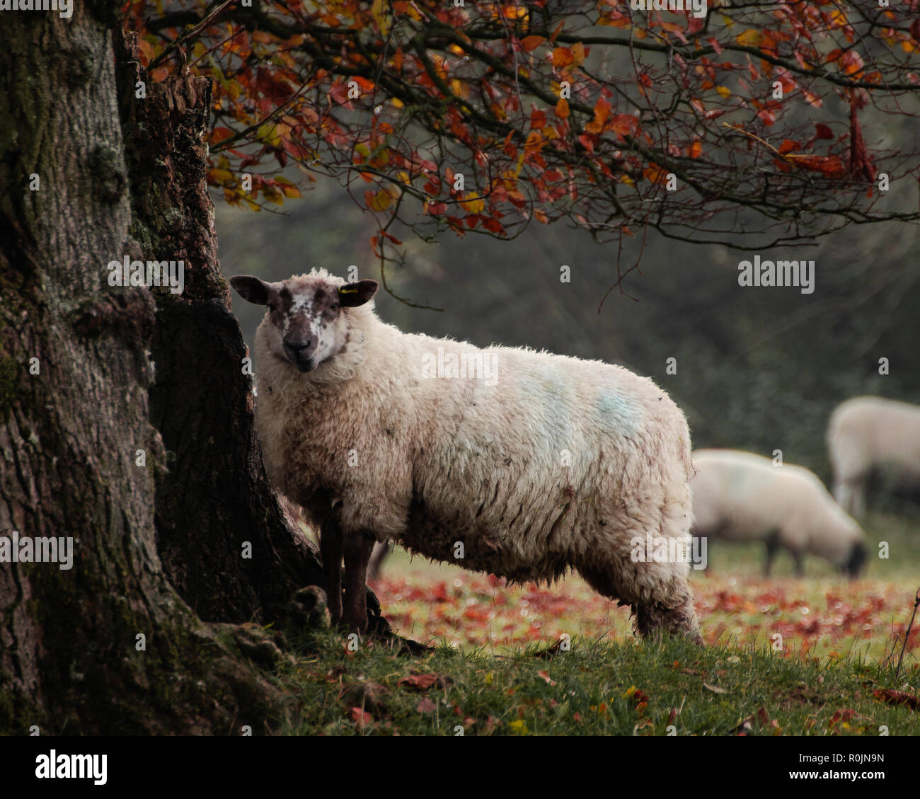 Sheep stood under a tree with autumn colours Stock Photo - Alamy