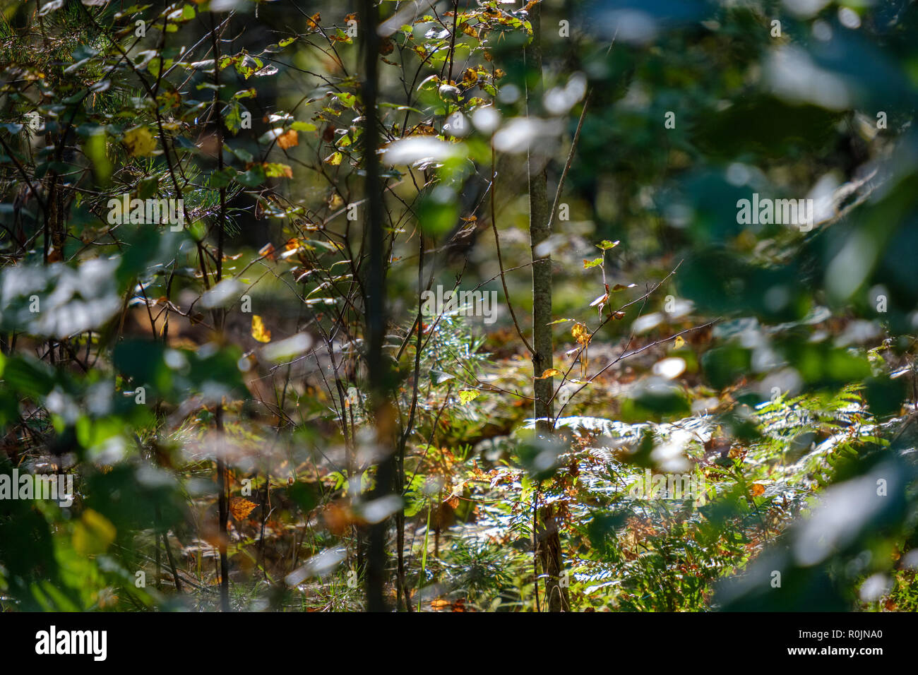 colored tree leaves lush pattern in forest with branches and sunlight ...