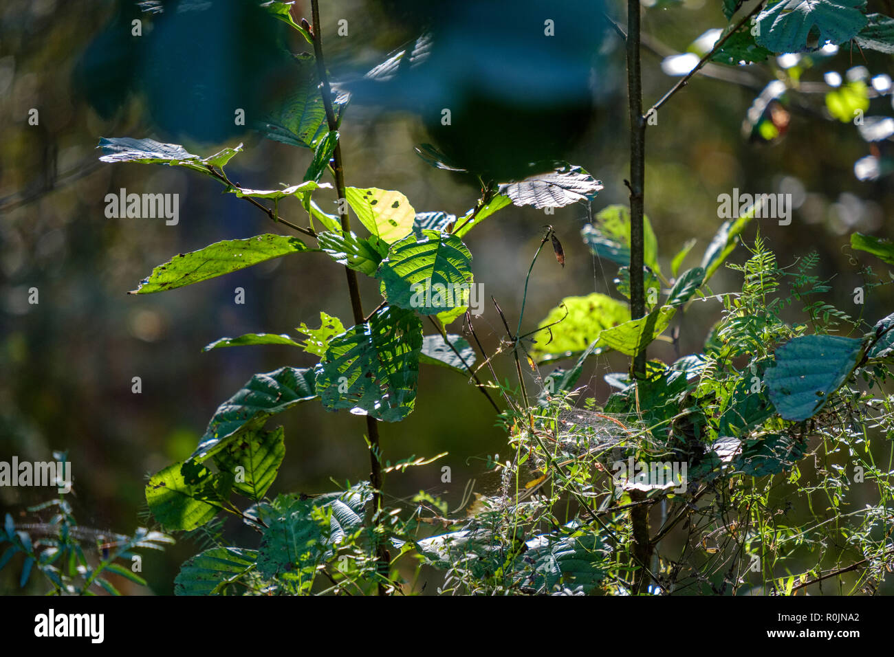 colored tree leaves lush pattern in forest with branches and sunlight ...
