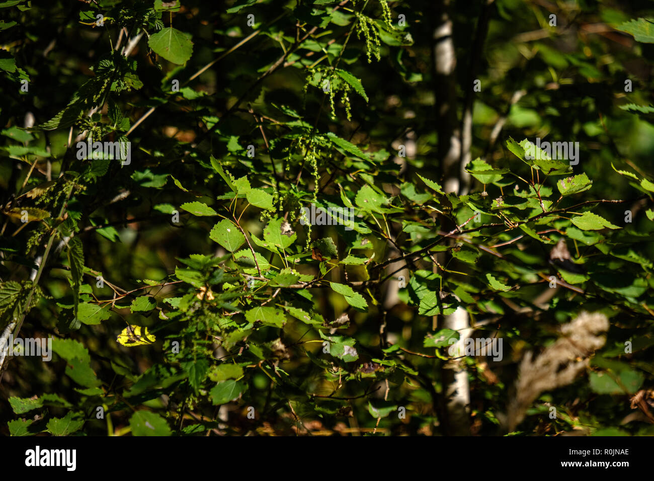 colored tree leaves lush pattern in forest with branches and sunlight ...
