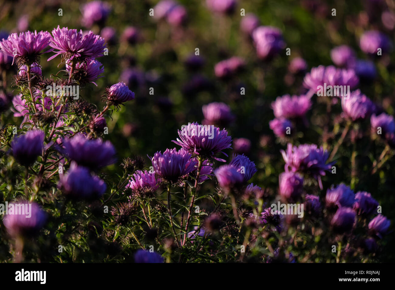purple autumn flowers on blur background in countryside in morning ...